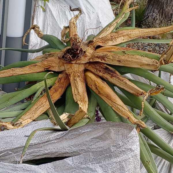 Agave Weevil Control and Prevention - Aguilar Plant Care