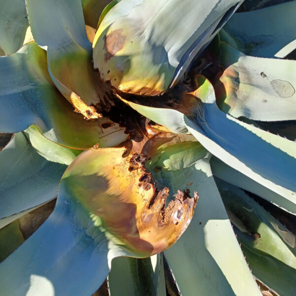 Agave Weevil Control and Prevention - Aguilar Plant Care
