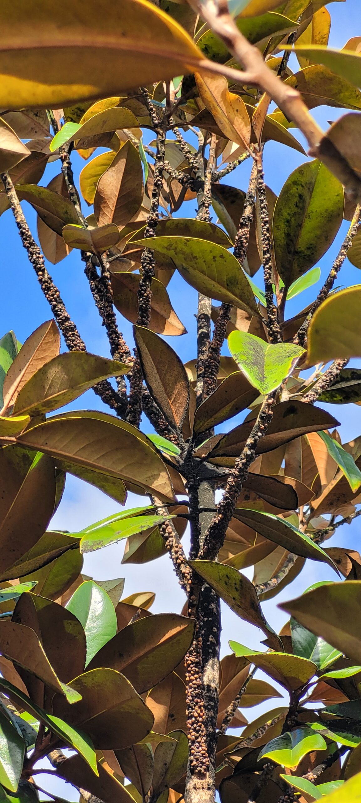 Effective Scale Insect Control Solutions