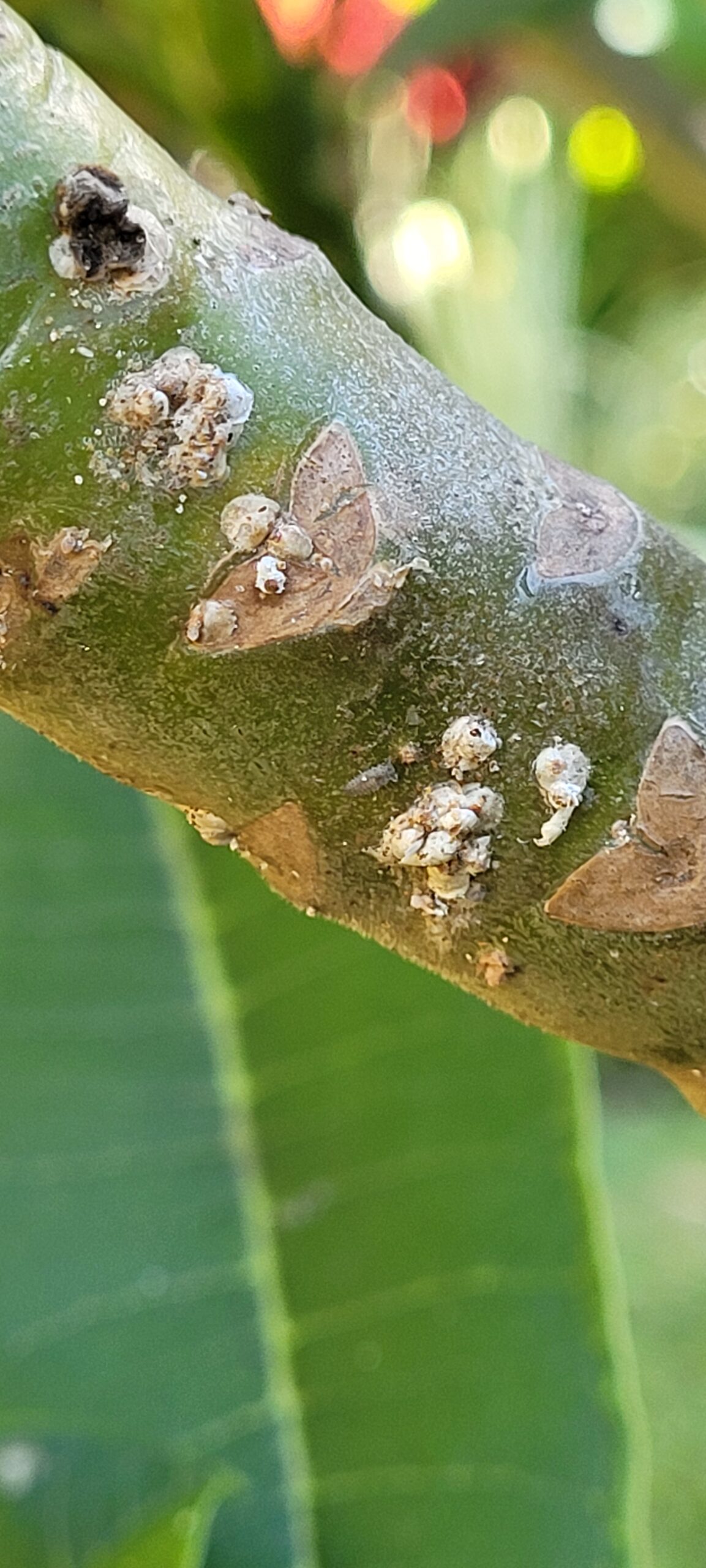 Effective Scale Insect Control Solutions