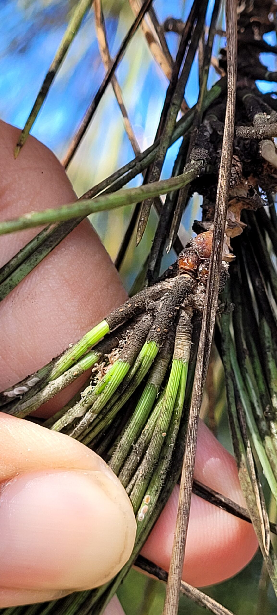 Effective Scale Insect Control Solutions