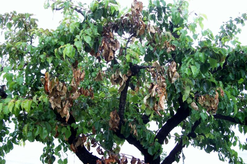 Fire Blight In Pears Prevention And Treatment Fire Blight In Pears Prevention And Treatment