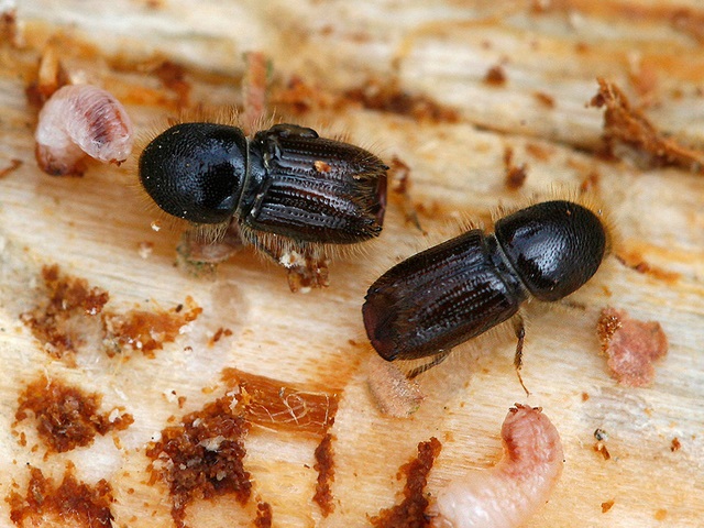 Pine Bark Beetles: Identification and Prevention