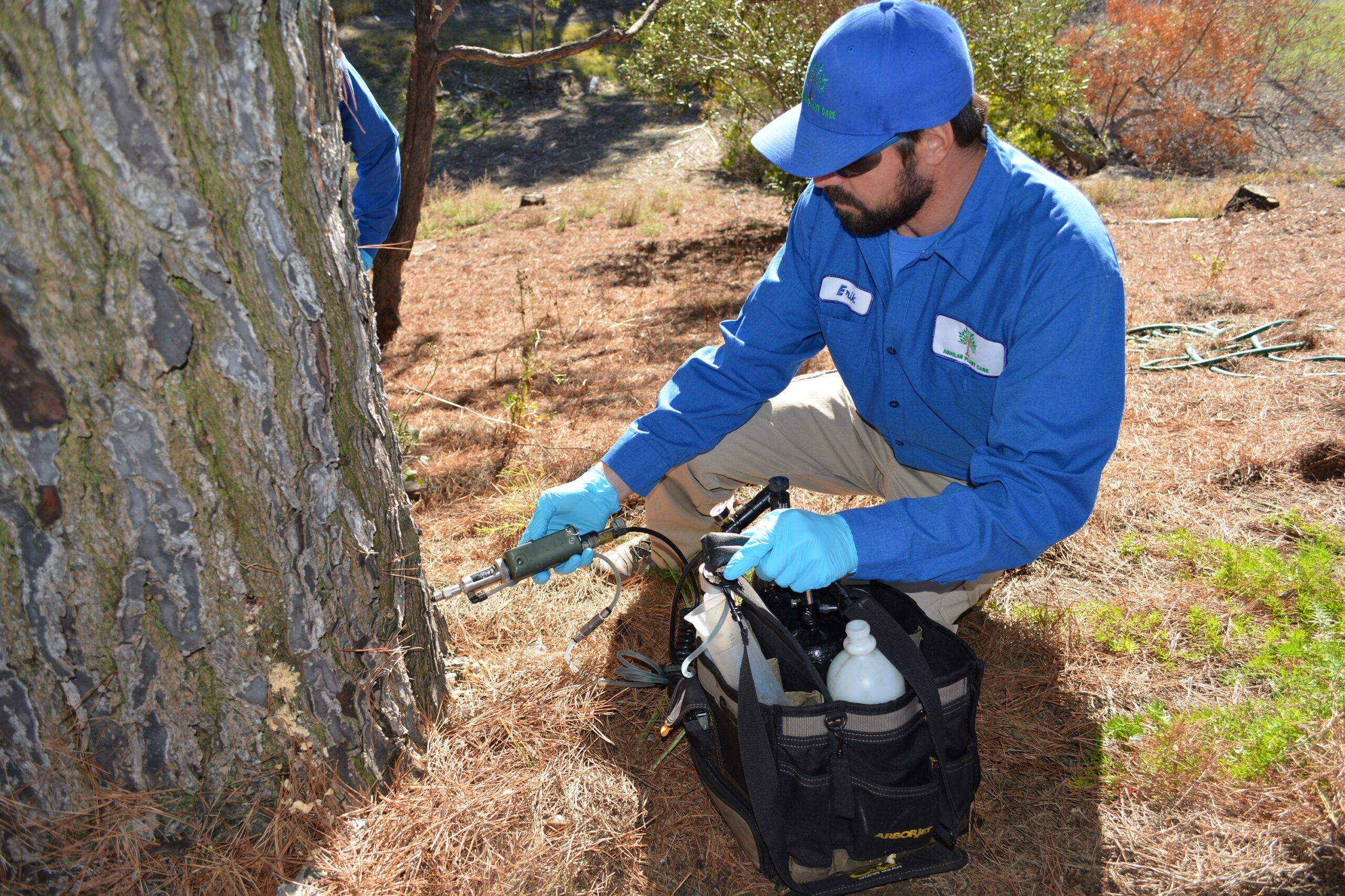 Pine Bark Beetles: Identification and Prevention