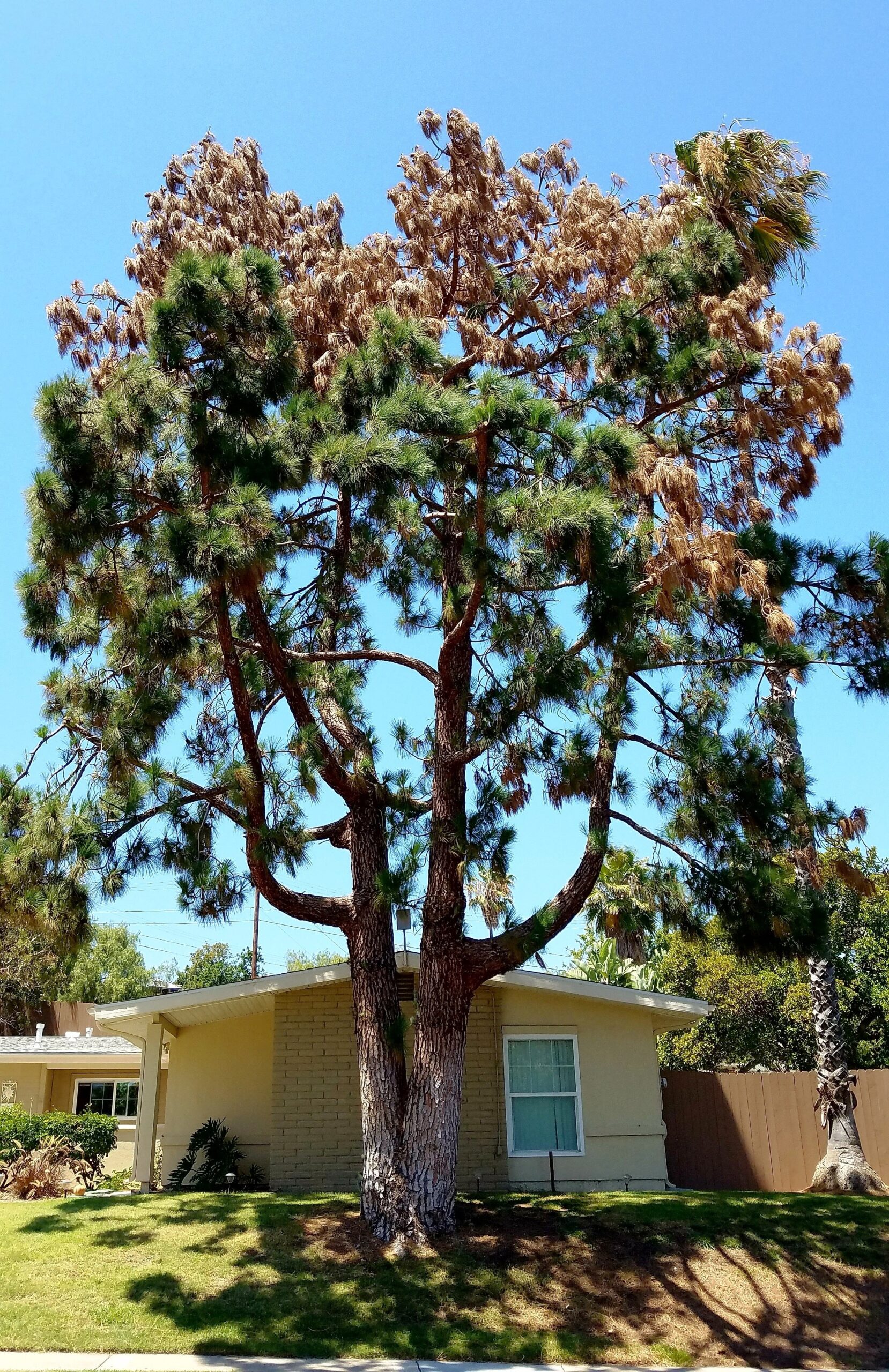 Pine Bark Beetles: Identification and Prevention