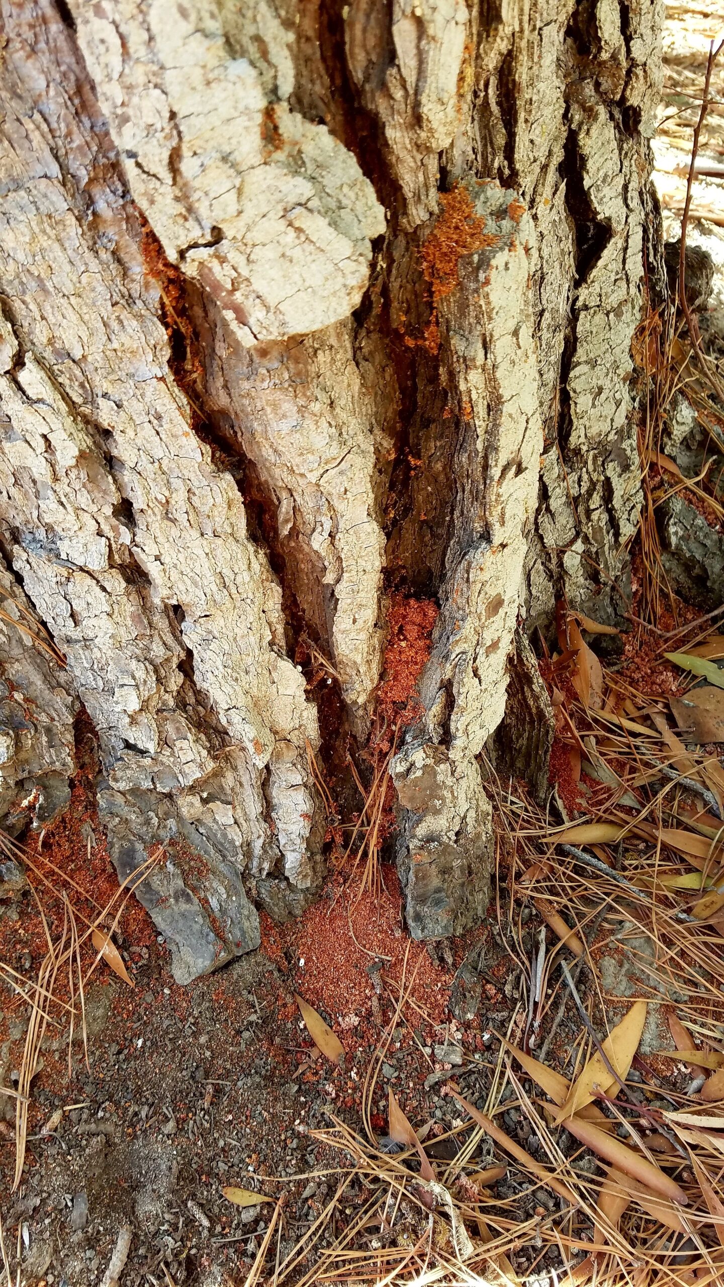 Pine Bark Beetles: Identification and Prevention
