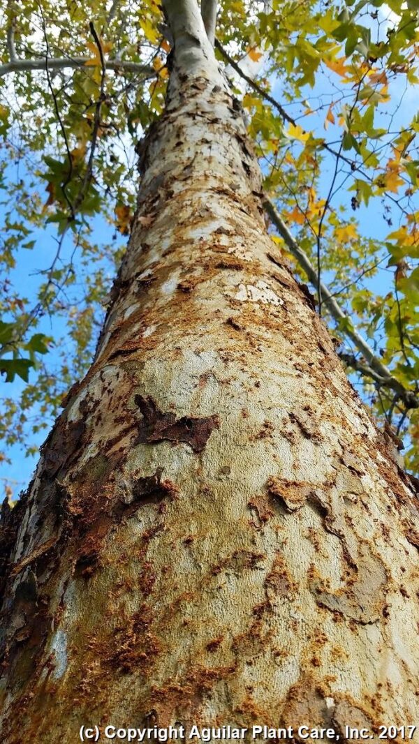 Invasive Shot Hole Borers: Prevention and Treatment