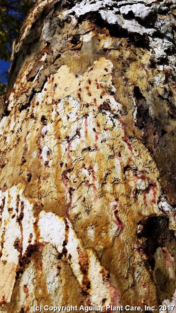 Invasive Shot Hole Borers: Prevention and Treatment