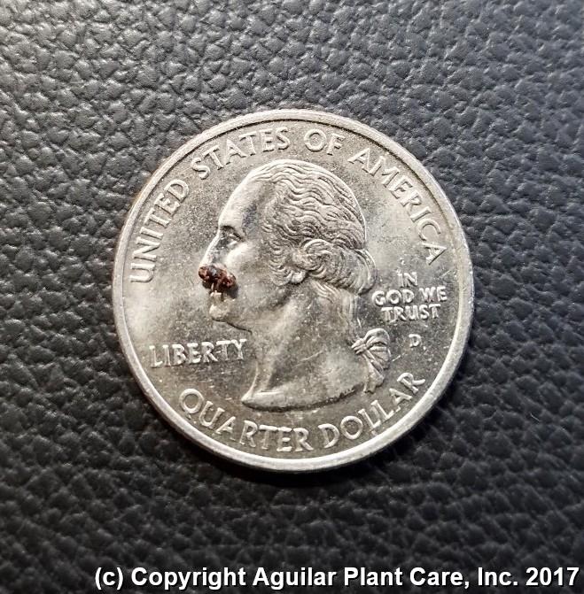 Combat Invasive Shot Hole Borers: Prevention and Treatment