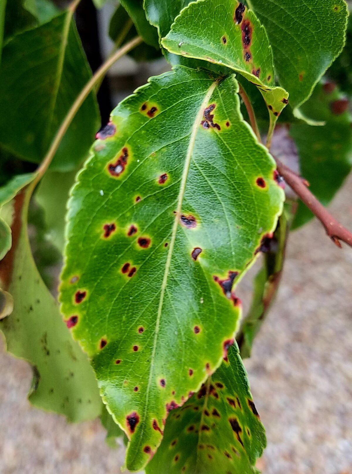 Fungal Leaf Spot: Identification and Treatment