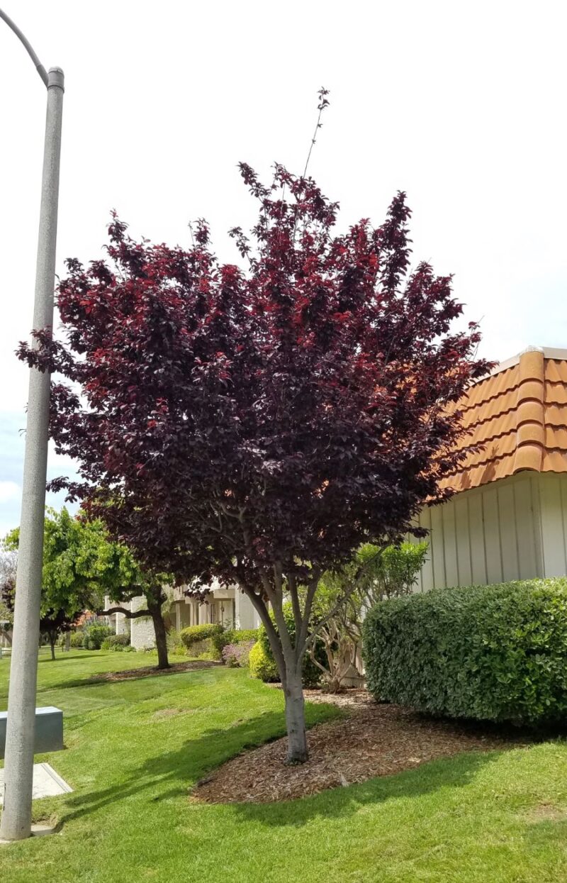 Pear Slug Control - Purple Plum Tree Specialists